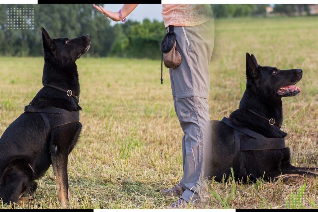 Becoming a Service Dog Trainer - Tips, Courses and FAQs